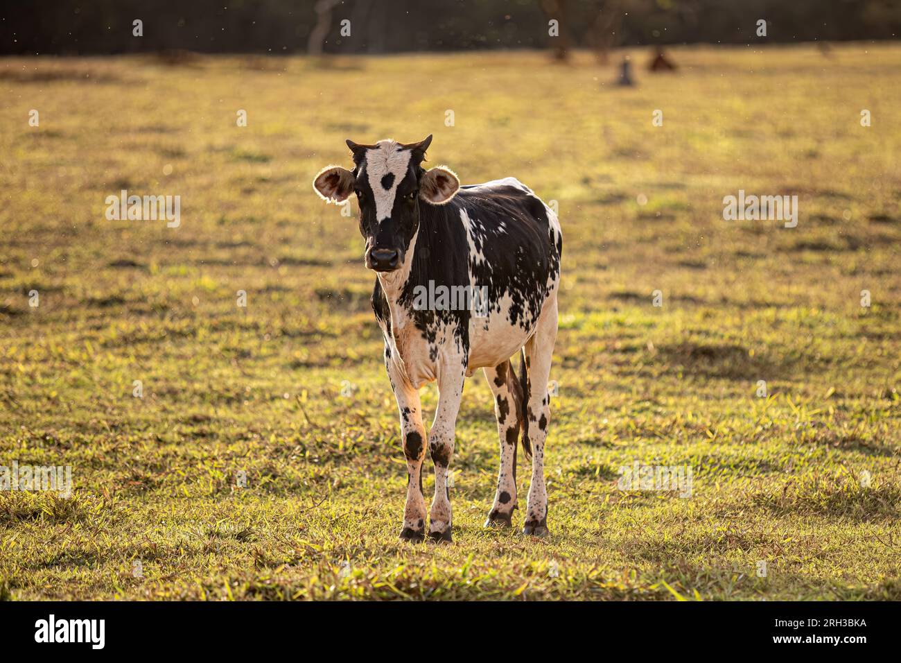close up of cow farm animals with many insects flying around Stock ...