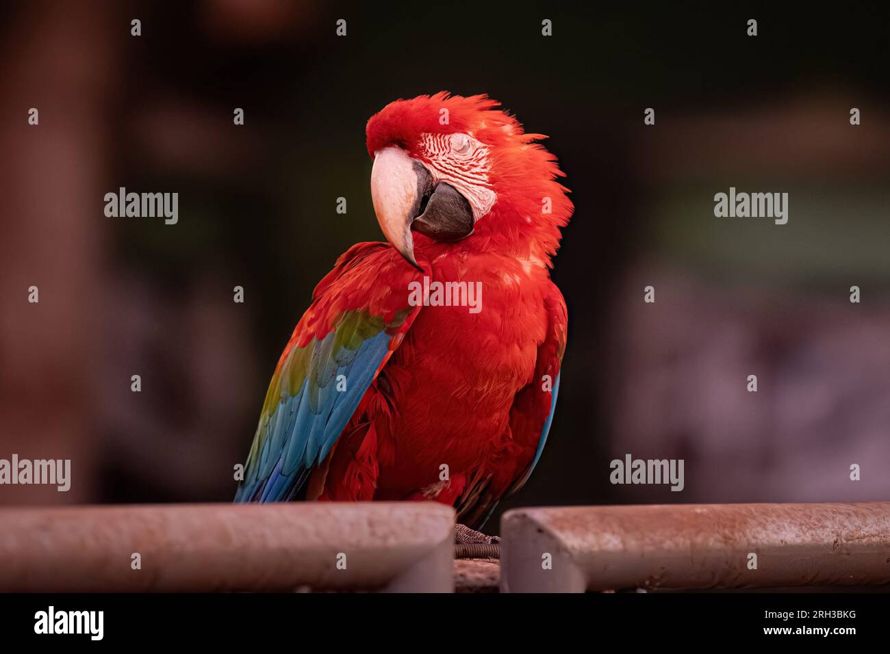 Adult red green macaw species hi-res stock photography and images - Alamy