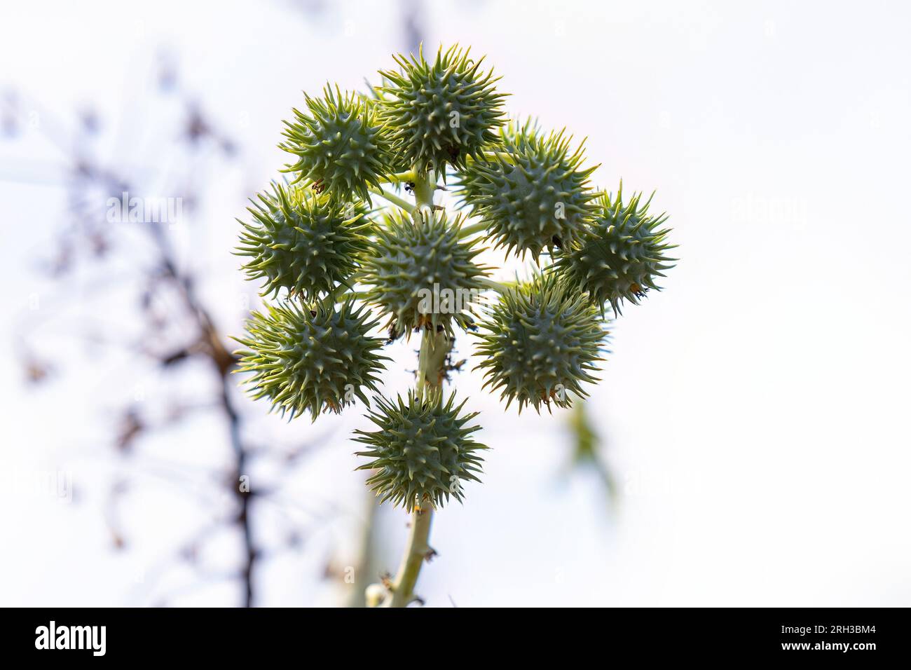 Green Castor Bean Plant of the species Ricinus communis Stock Photo - Alamy