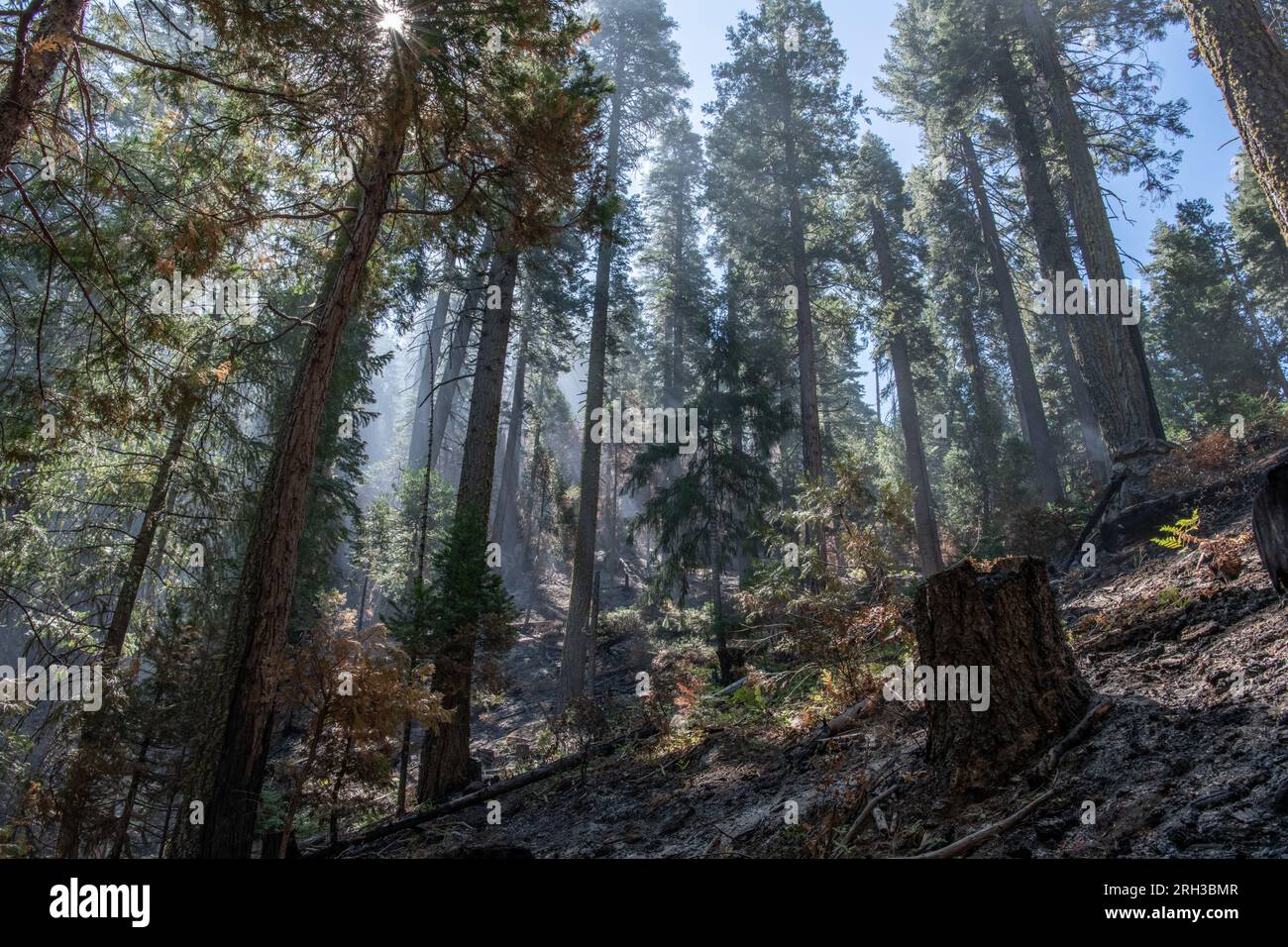 Stanislaus National Forest in the Sierra Nevada of California right ...