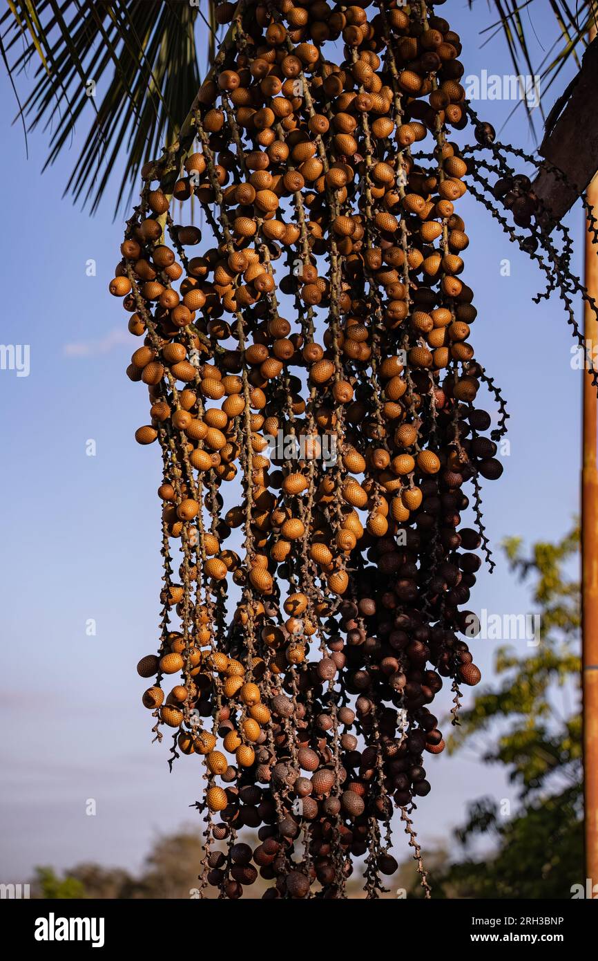 Buriti fruits hi-res stock photography and images - Alamy