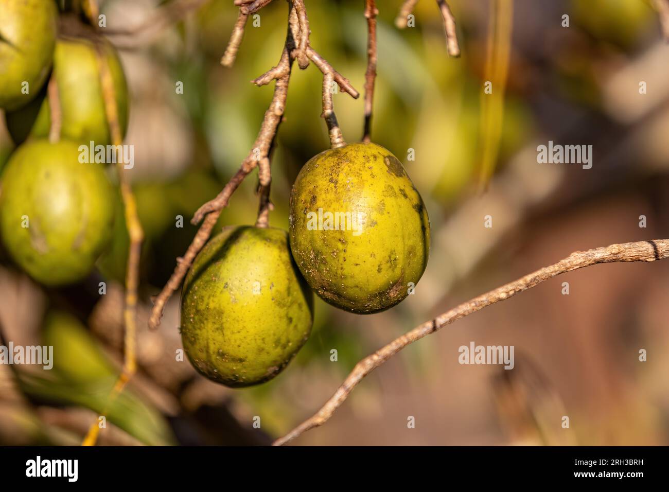 Mombins Tree Fruit of the Genus Spondias Stock Photo - Alamy
