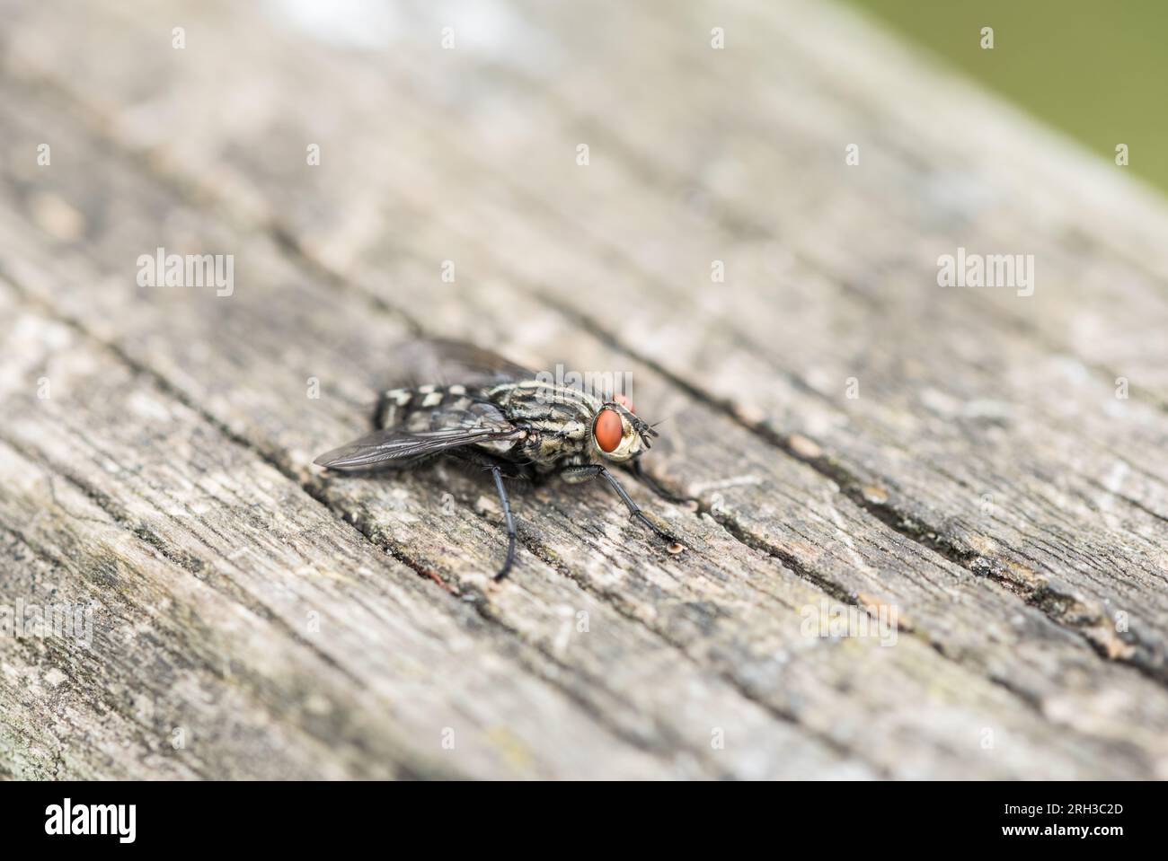 Sarcophaga sp hi-res stock photography and images - Alamy