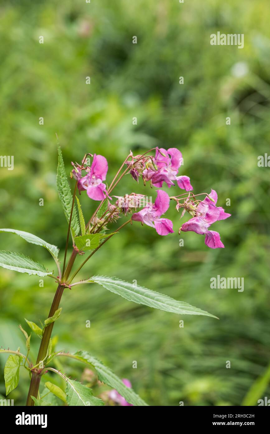 Flowering Indian/Himalayan Balsam (Impatiens glandulifera Stock Photo ...