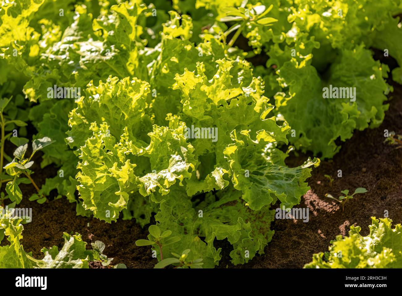 close up of plant lettuce vegetable of the species Lactuca sativa Stock ...