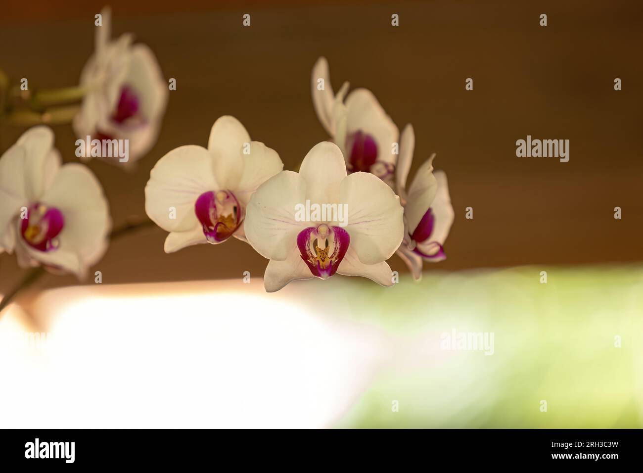 Moth orchid genus phalaenopsis hi-res stock photography and images - Alamy