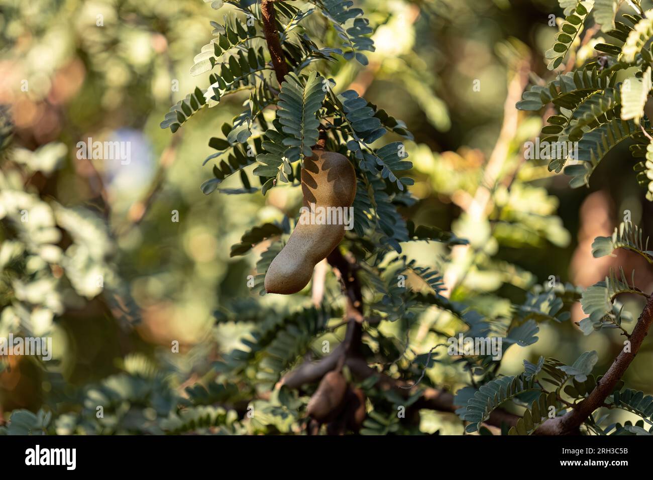 Tamarind tree tamarindus indica hi-res stock photography and images - Alamy
