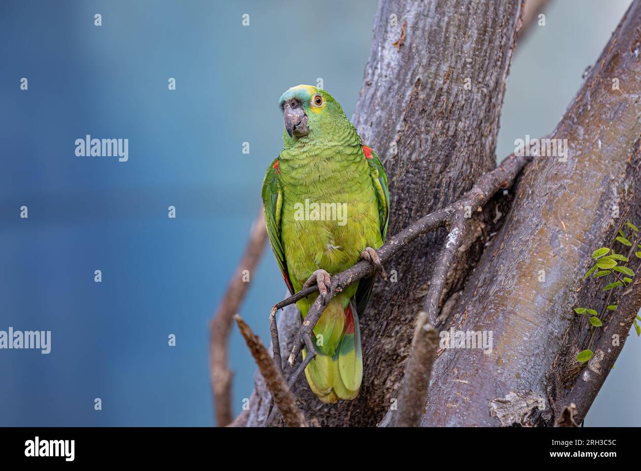 Adult Turquoise fronted Parrot of the species Amazona aestiva Stock ...
