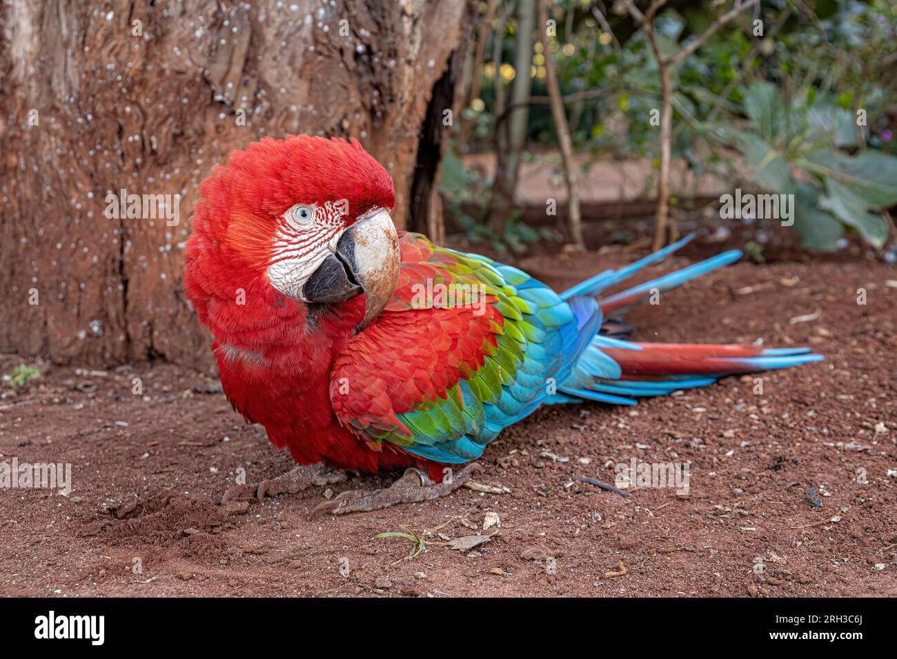 Adult red green macaw species hi-res stock photography and images - Alamy