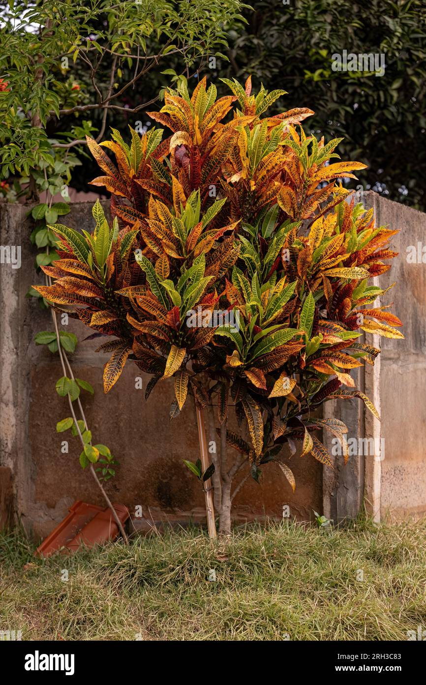 Variegated Croton Plant of the species Codiaeum variegatum Stock Photo ...