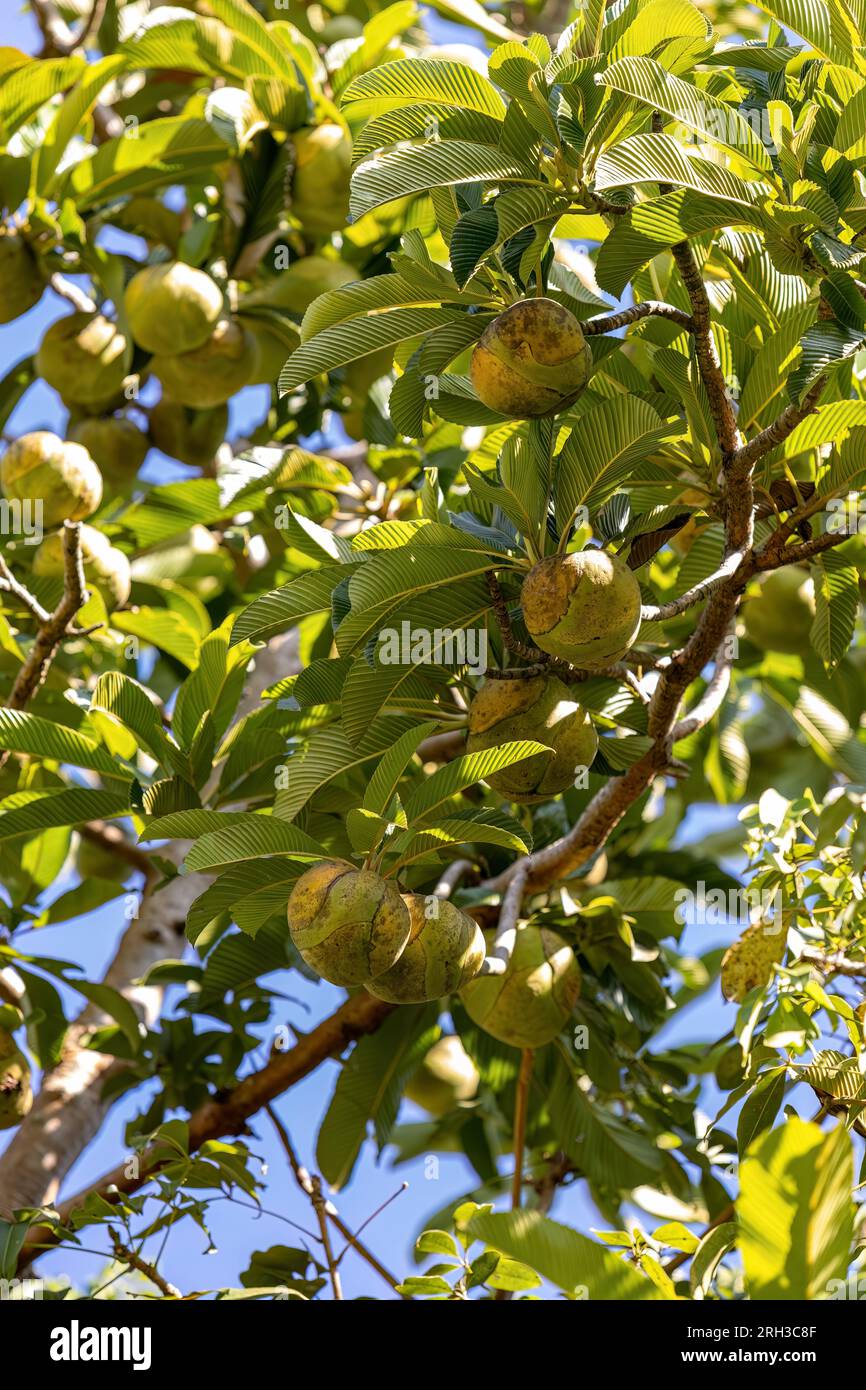 Elephant Apple Fruit Tree of the species Dillenia indica Stock Photo ...