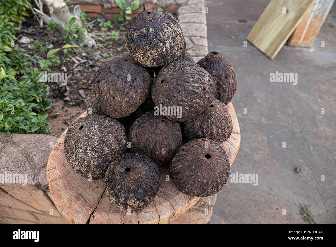 Brazilian chestnut hi-res stock photography and images - Alamy