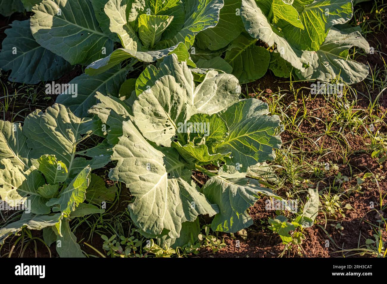 close up cabbage vegetable plant of the Brassica oleracea species in a ...