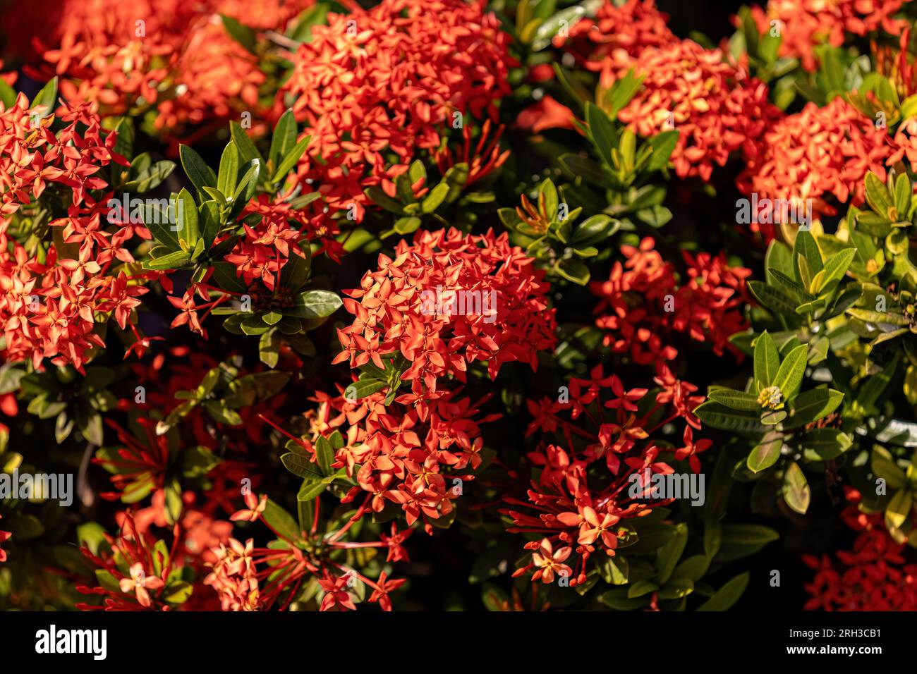 Red Jungle Flame Plant Flower of the genus Ixora Stock Photo - Alamy