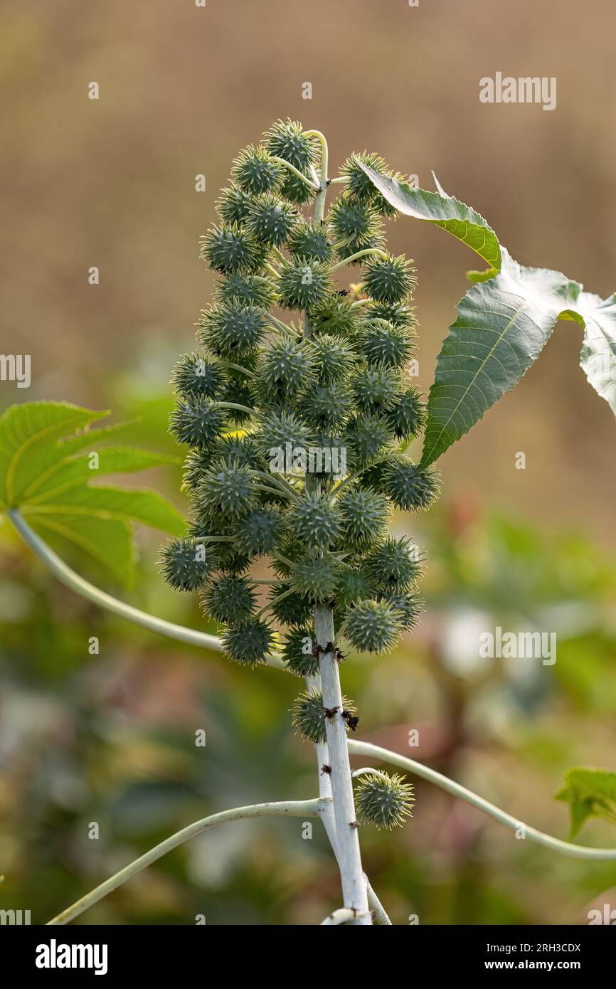 Green Castor Bean Plant of the species Ricinus communis Stock Photo - Alamy