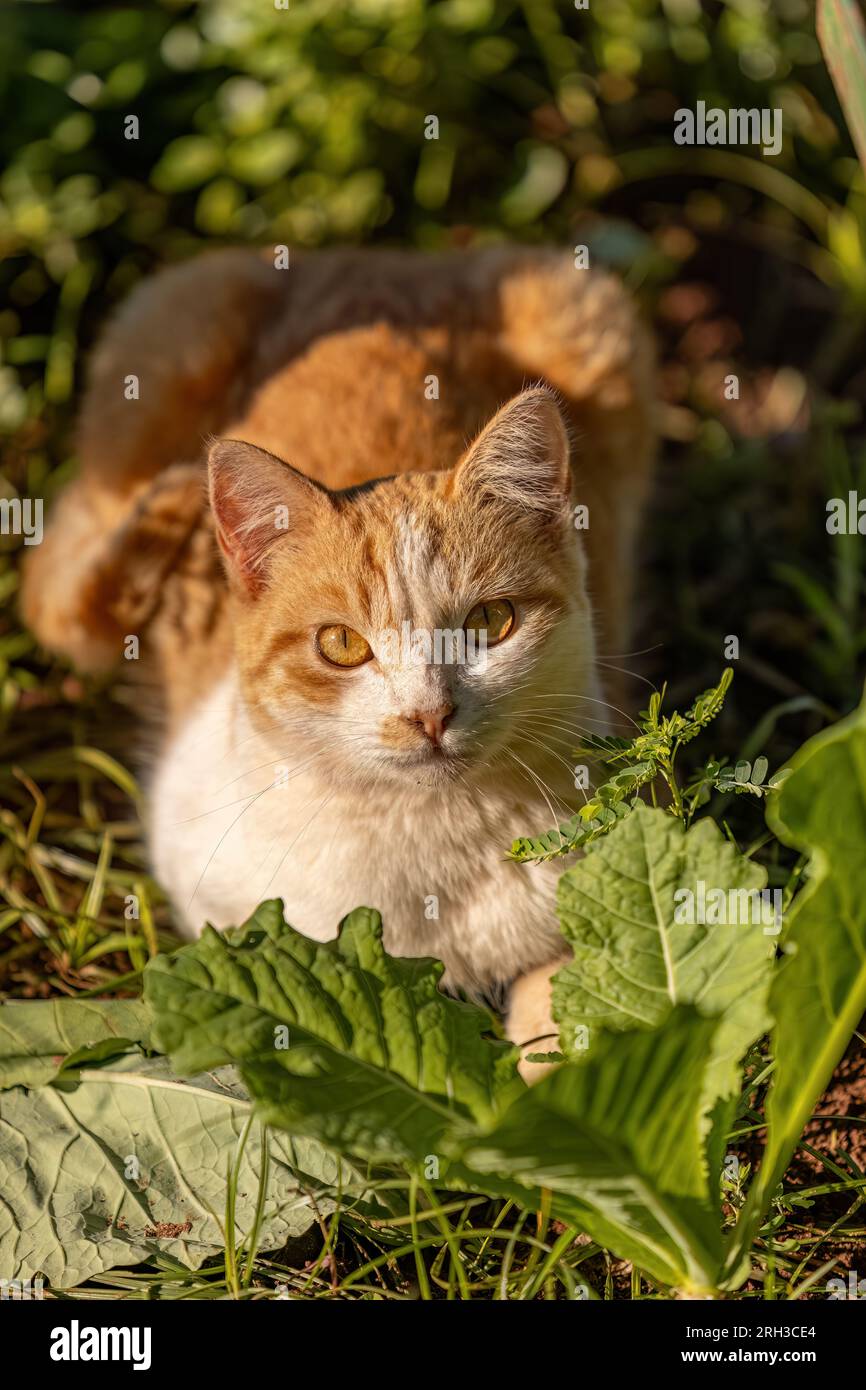 Cat and cabbage hi-res stock photography and images - Alamy