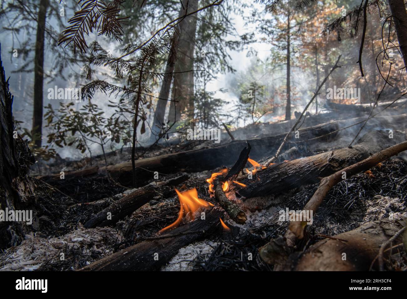 Stanislaus National Forest in the Sierra Nevada of California, a forest ...