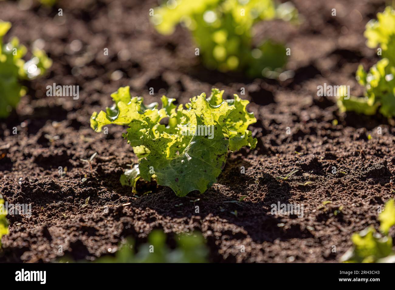 close up seedlings of lettuce plant of the species Lactuca sativa Stock ...