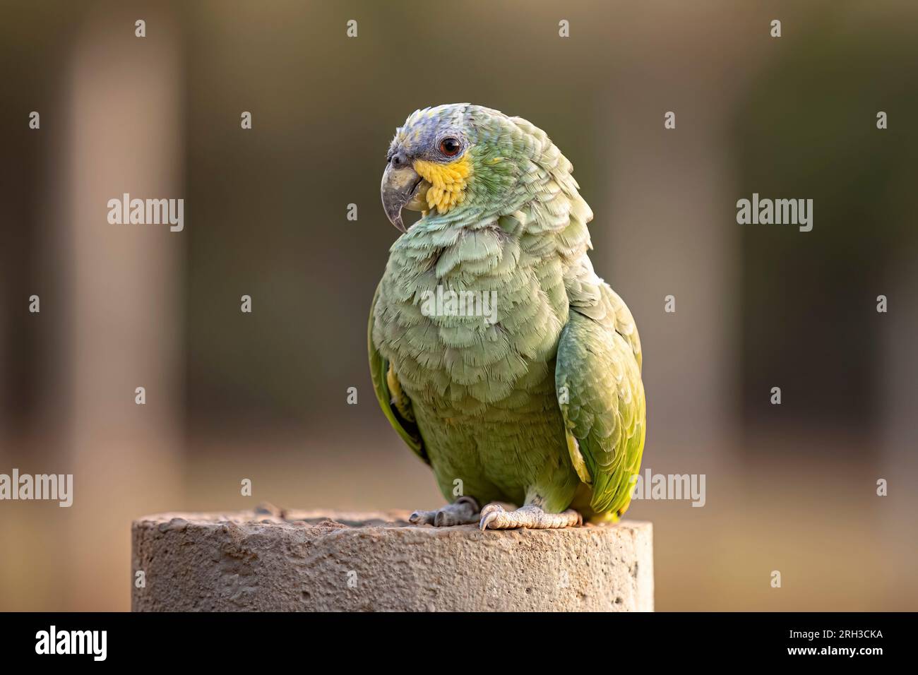 Adult Orange-winged Parrot of the species Amazona amazonica Stock Photo ...
