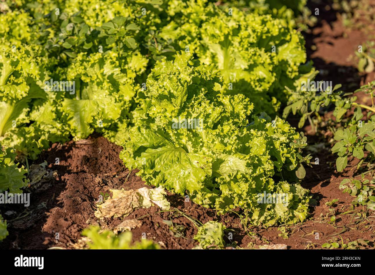 close up of plant lettuce vegetable of the species Lactuca sativa Stock ...