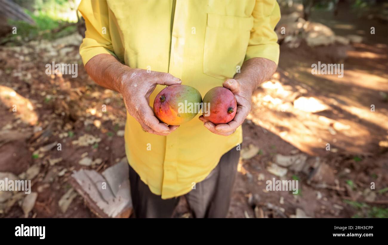 Hands holding mangoes hi-res stock photography and images - Alamy