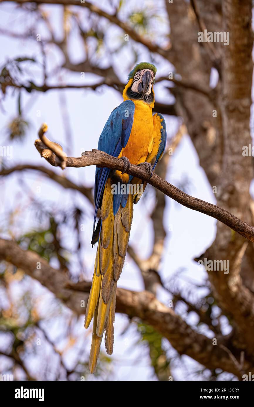Adult Blue-and-yellow Macaw of the species Ara ararauna Stock Photo - Alamy