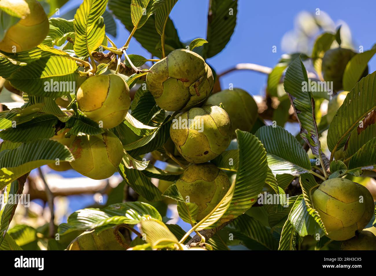Elephant Apple Fruit Tree of the species Dillenia indica Stock Photo ...