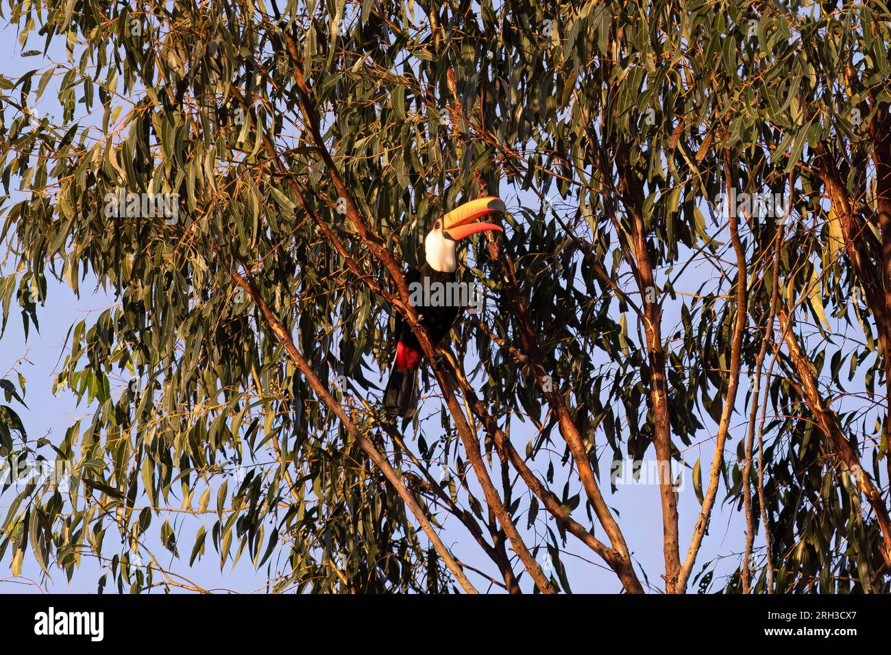 Adult toco toucan species ramphastos hi-res stock photography and ...