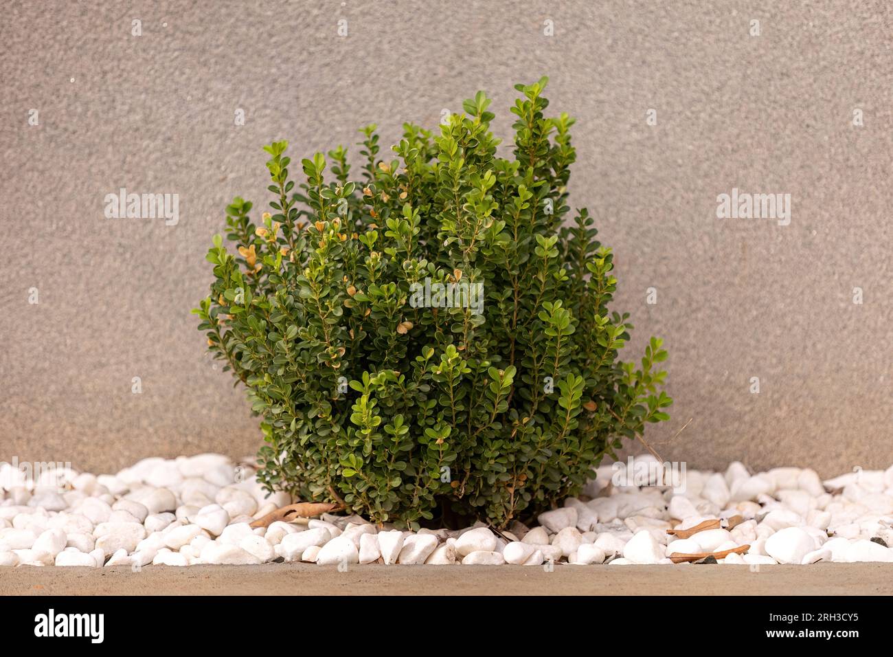 Buxus sempervirens tree small garden hi-res stock photography and ...
