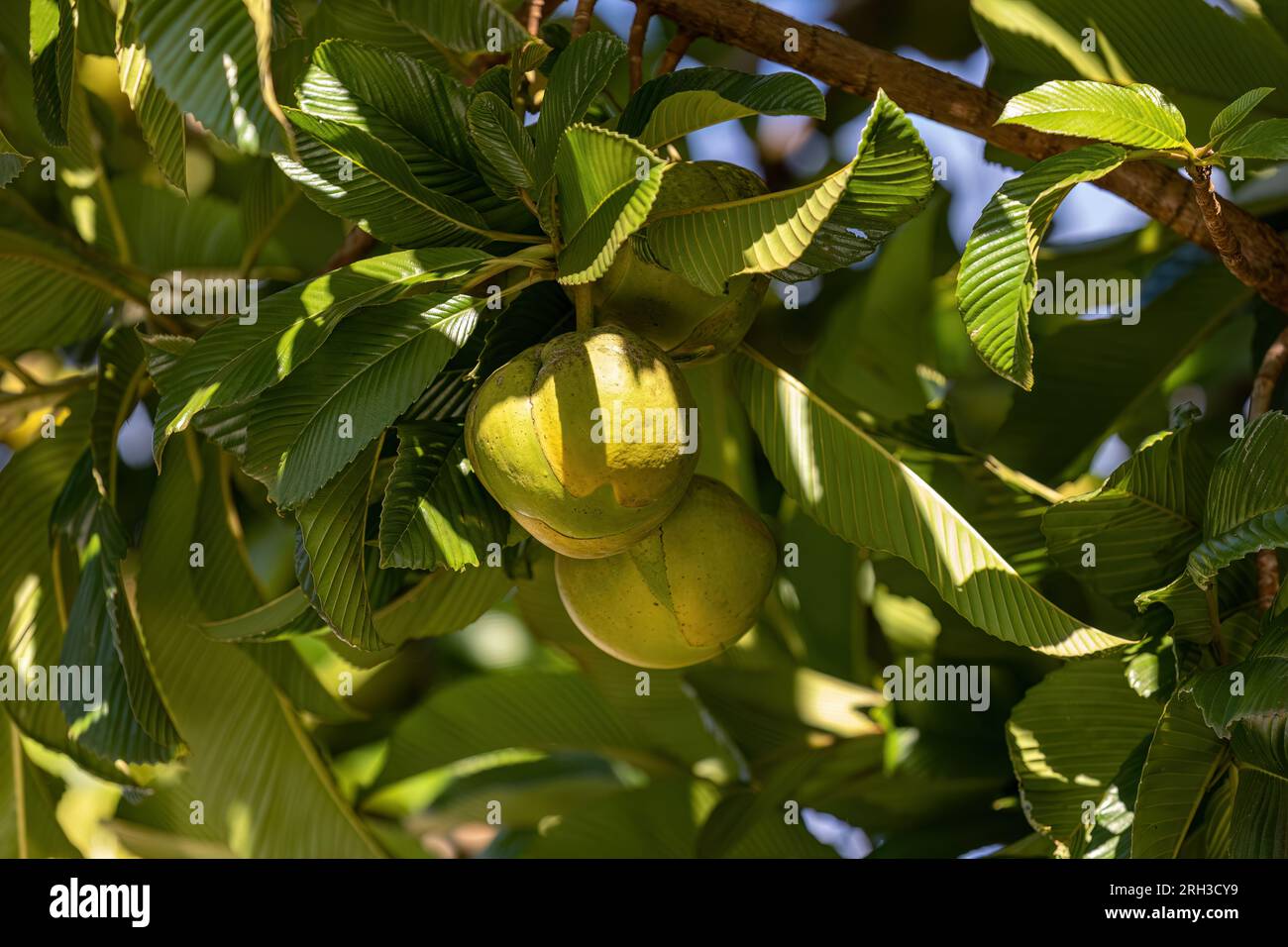 Elephant Apple Fruit Tree of the species Dillenia indica Stock Photo ...