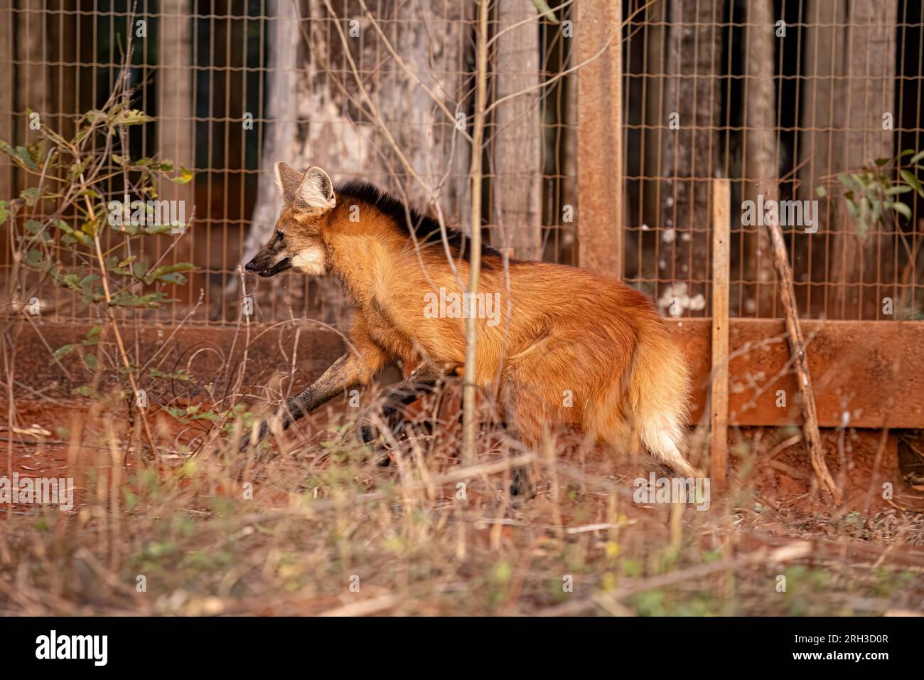 Animal Maned Wolf of the species Chrysocyon brachyurus Stock Photo - Alamy