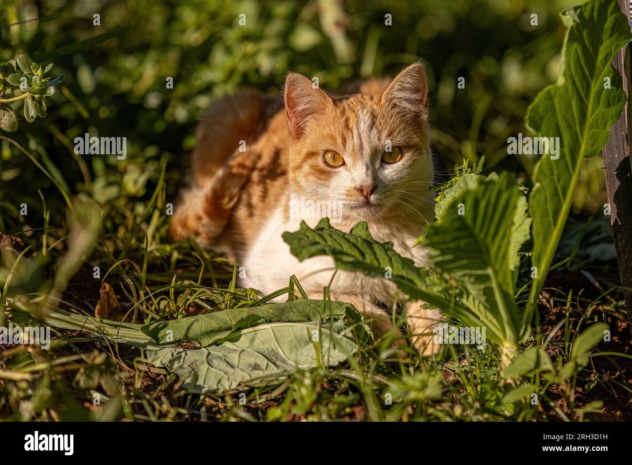 Cat and cabbage hi-res stock photography and images - Alamy