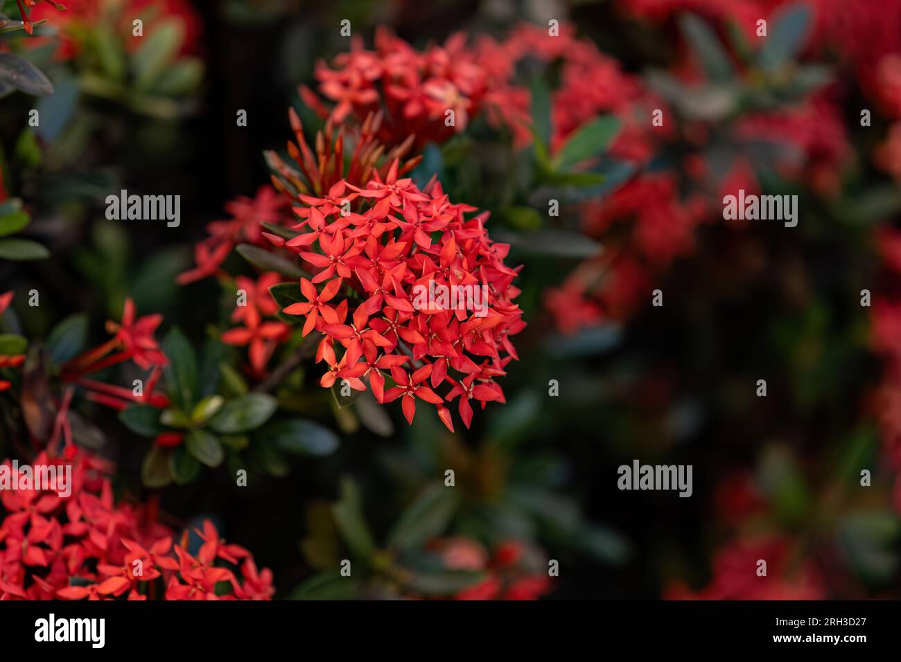 Red Jungle Flame Plant Flower of the genus Ixora Stock Photo - Alamy