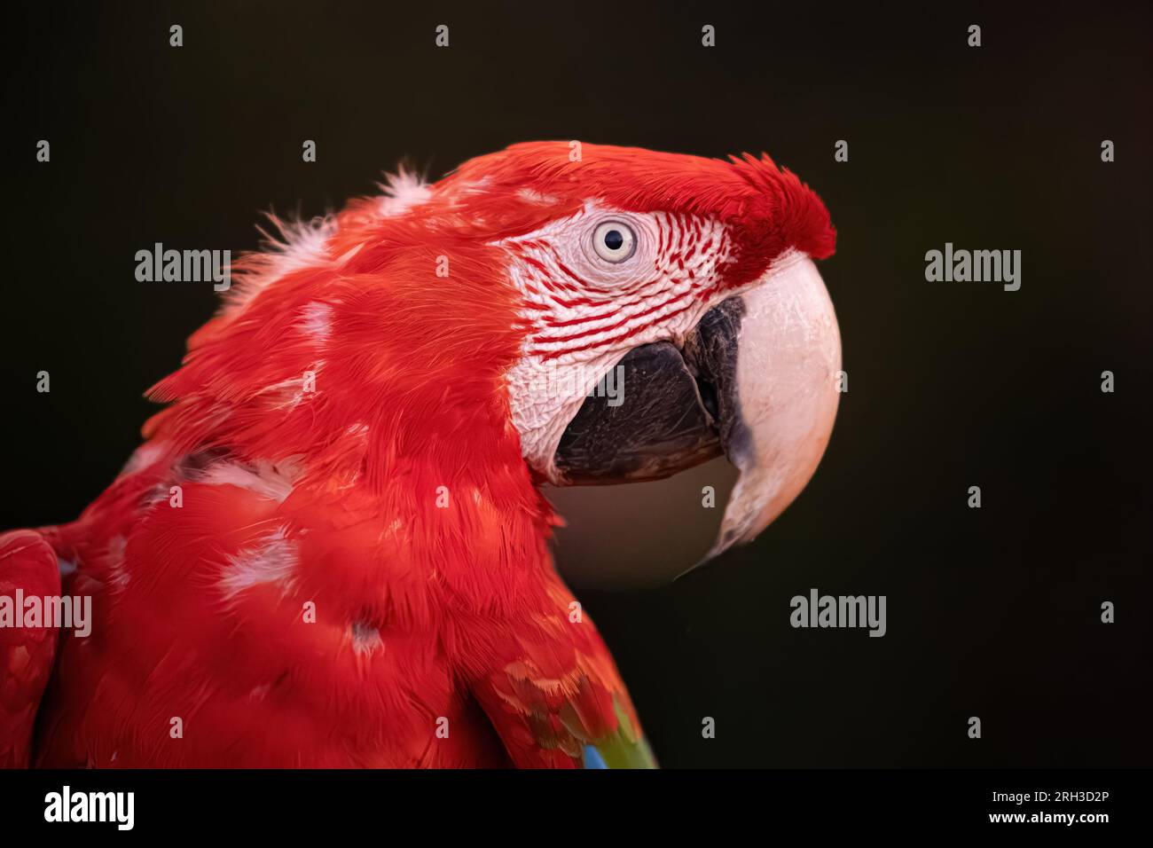 Adult red green macaw species hi-res stock photography and images - Alamy