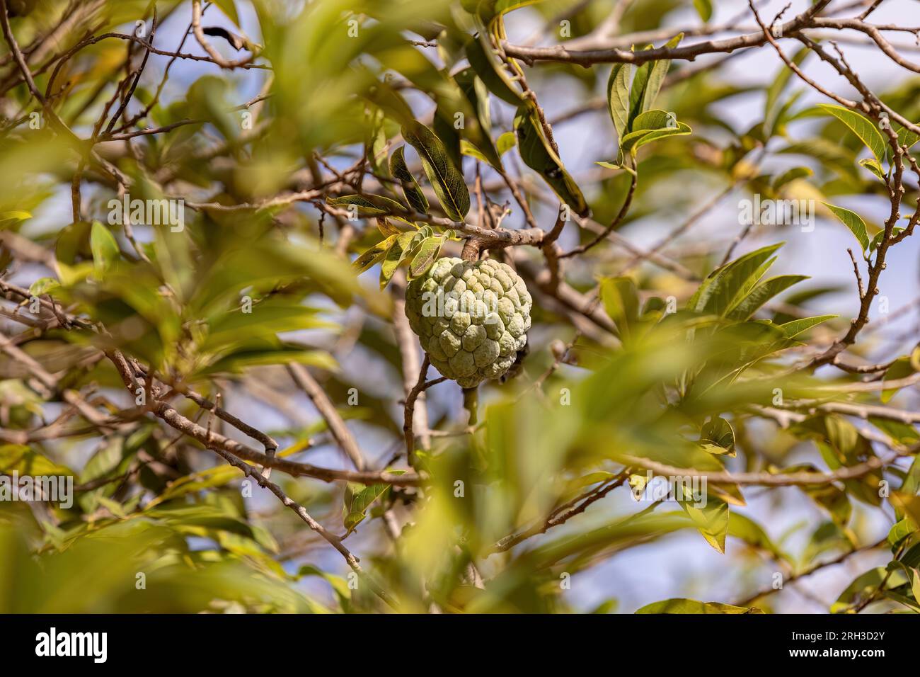 Sweetsop Green Fruit of the species Annona squamosa Stock Photo - Alamy