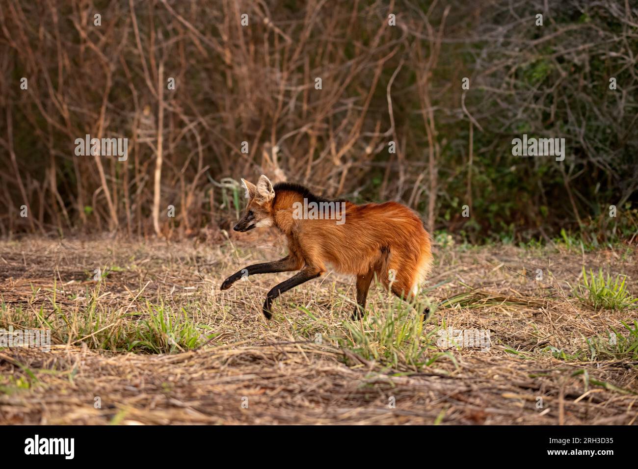 Animal Maned Wolf of the species Chrysocyon brachyurus Stock Photo - Alamy