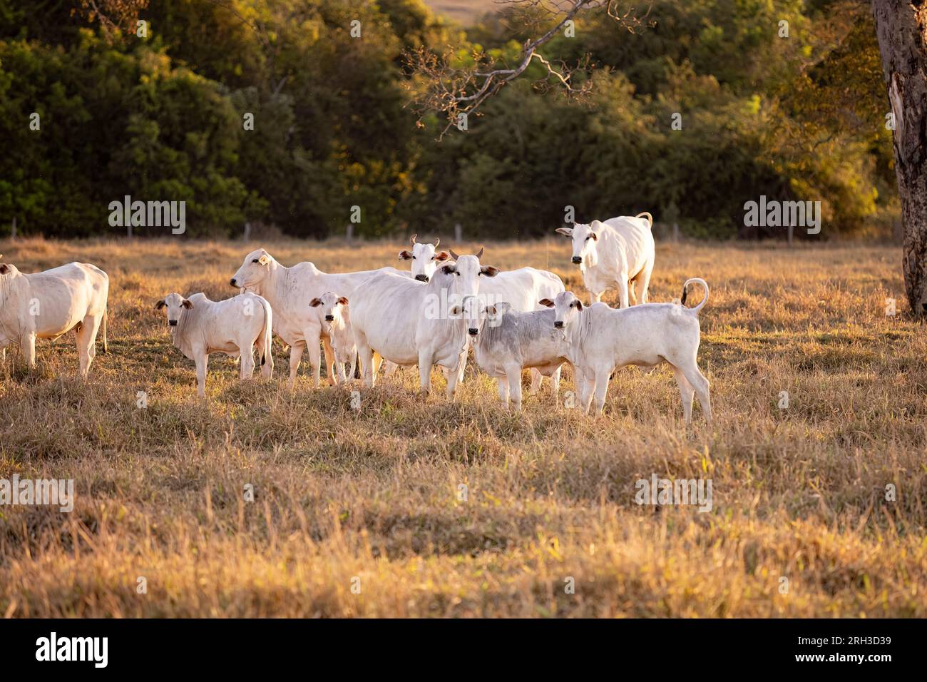 Dry pasture hi-res stock photography and images - Alamy