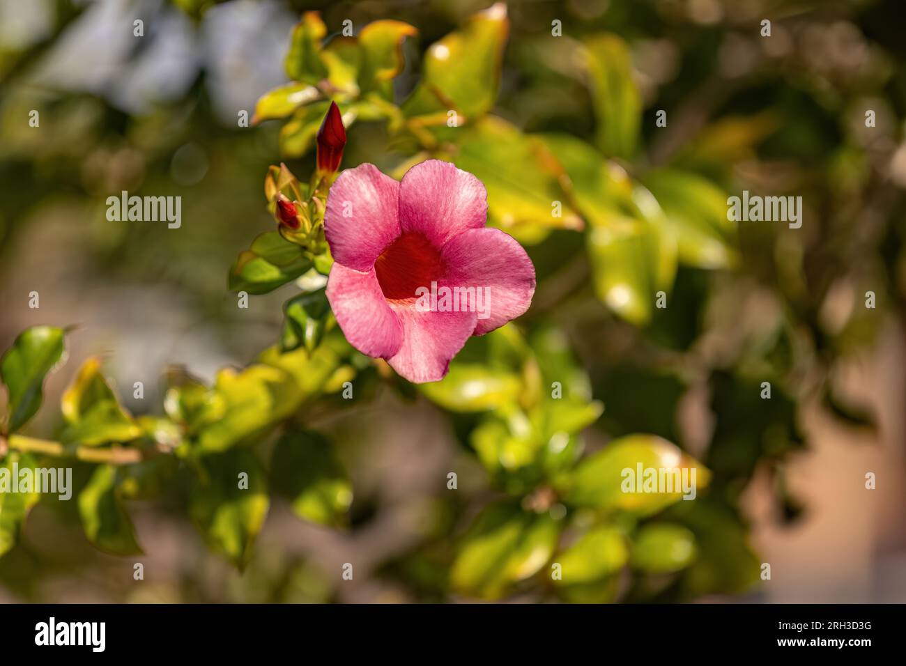 Allamanda Flowering Plant of the genus Allamanda Stock Photo - Alamy