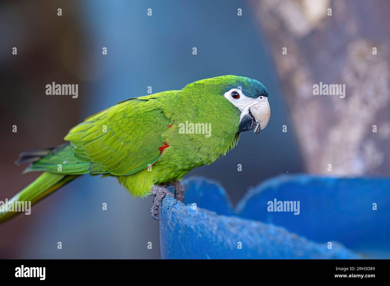 Red shouldered parrot hi-res stock photography and images - Alamy