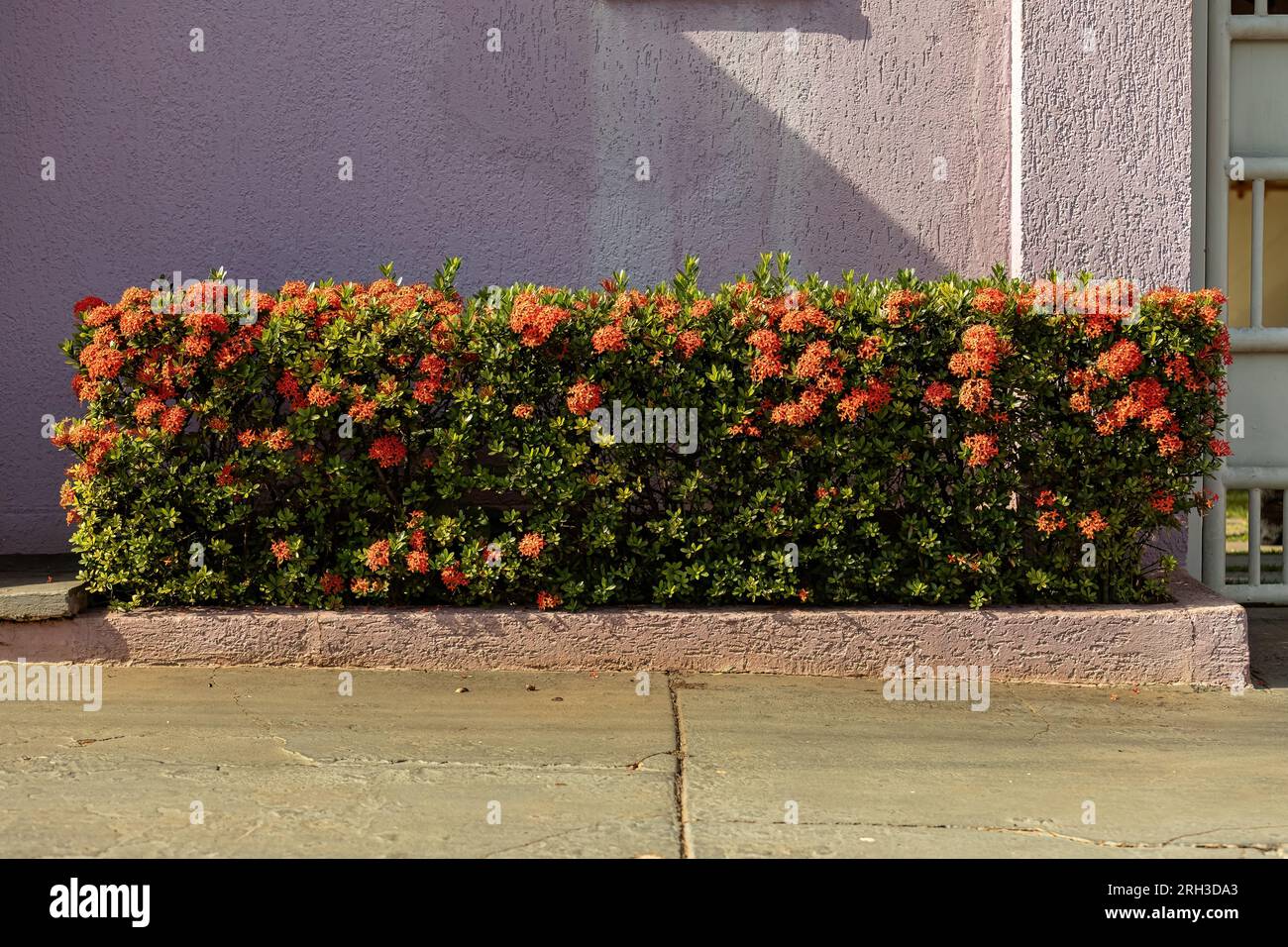 Red Jungle Flame Plant Flower of the genus Ixora Stock Photo - Alamy