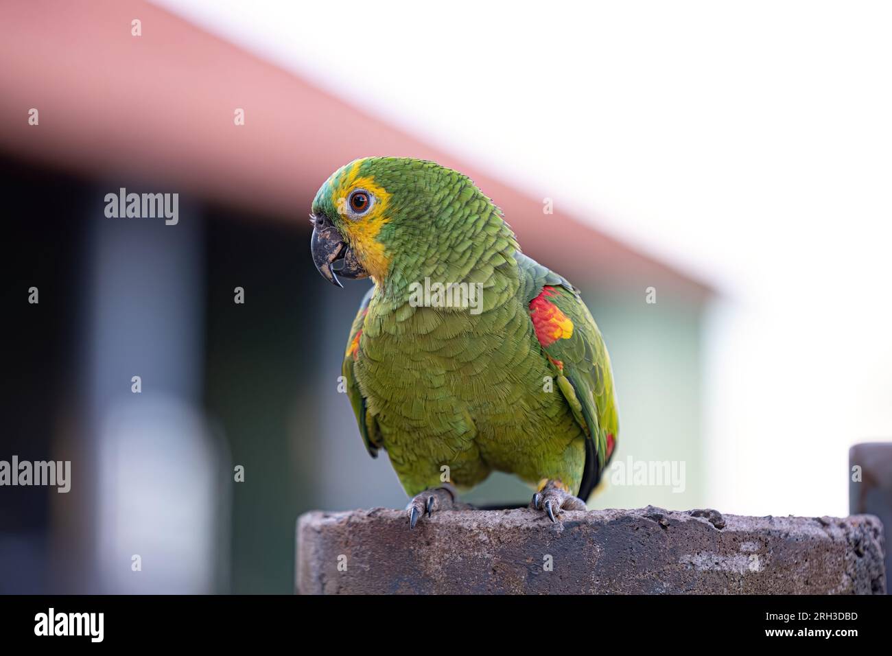 Adult Turquoise fronted Parrot of the species Amazona aestiva Stock ...
