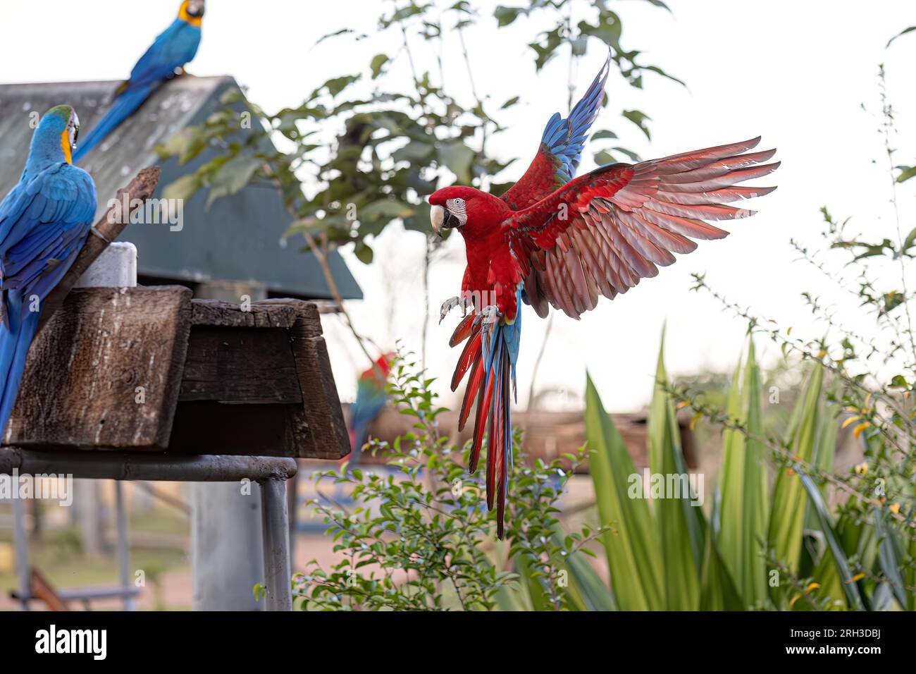 Adult red green macaw species hi-res stock photography and images - Alamy