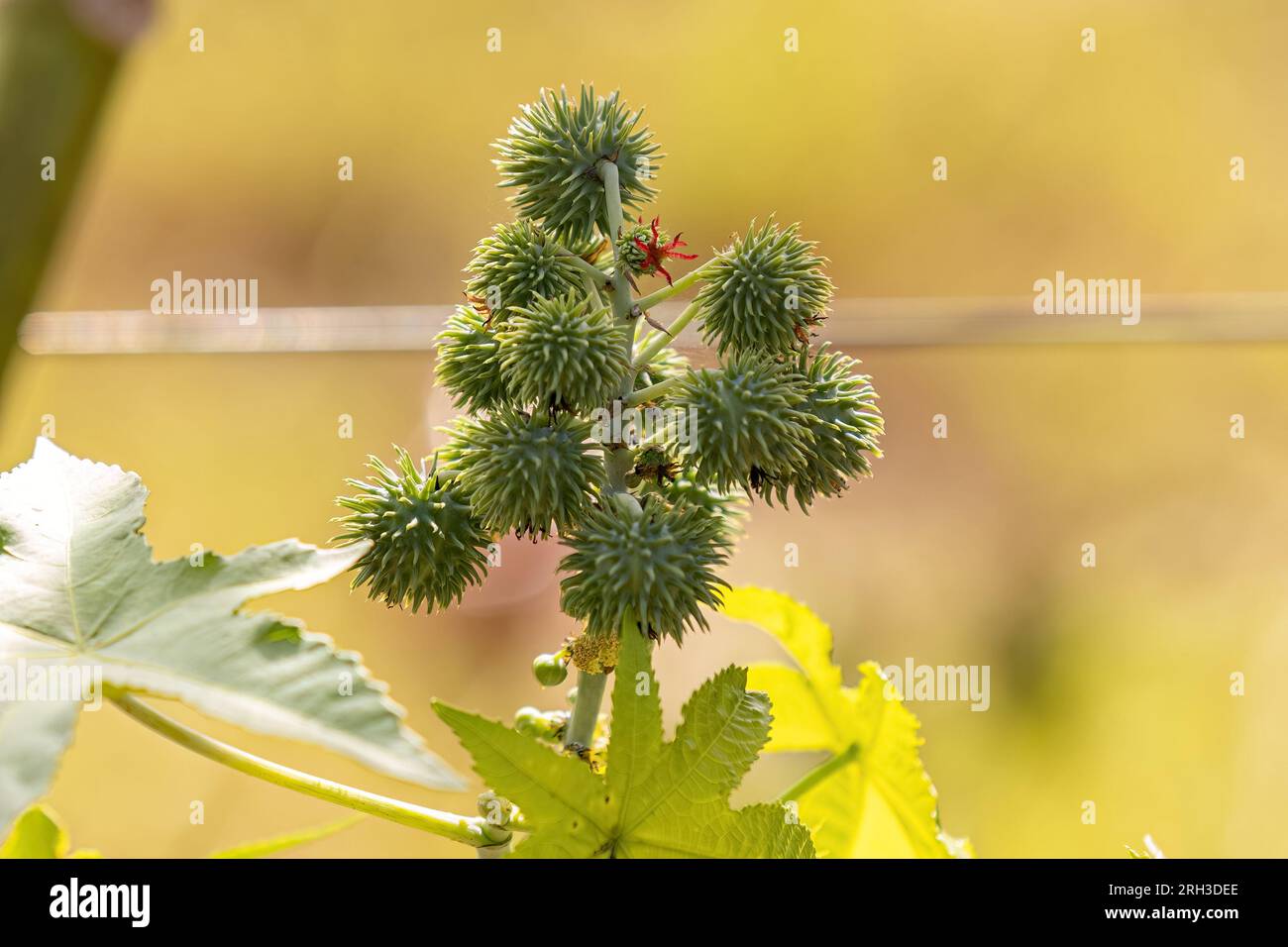 Green Castor Bean Plant of the species Ricinus communis Stock Photo - Alamy