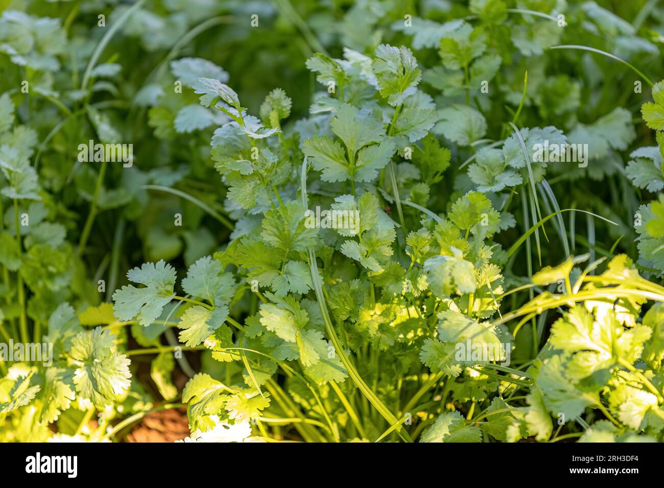 close up coriander plant seedlings of the species Coriandrum sativum ...