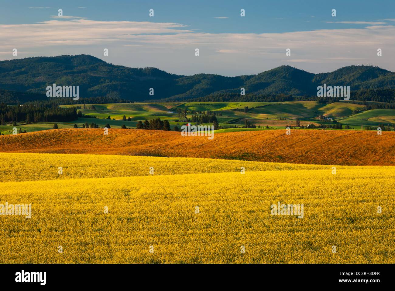 Bright yellow canola field in bloom, below the low peaks of the Palouse ...