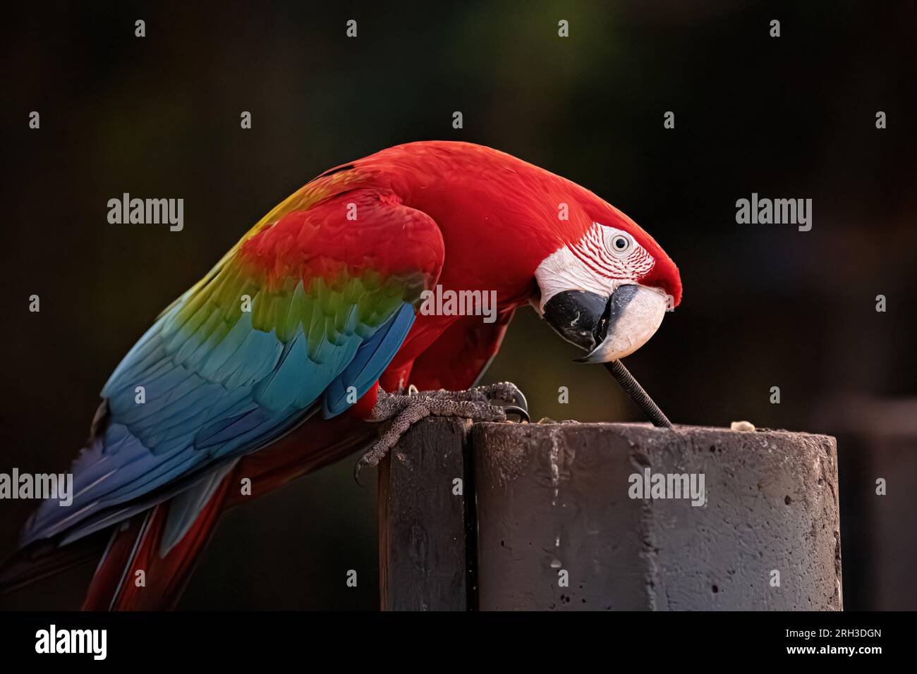 Adult Red and green Macaw of the species Ara chloropterus Stock Photo ...
