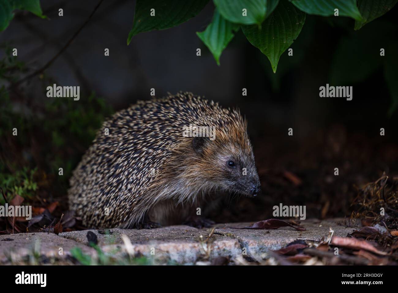 Brown breasted hedgehog hi-res stock photography and images - Alamy