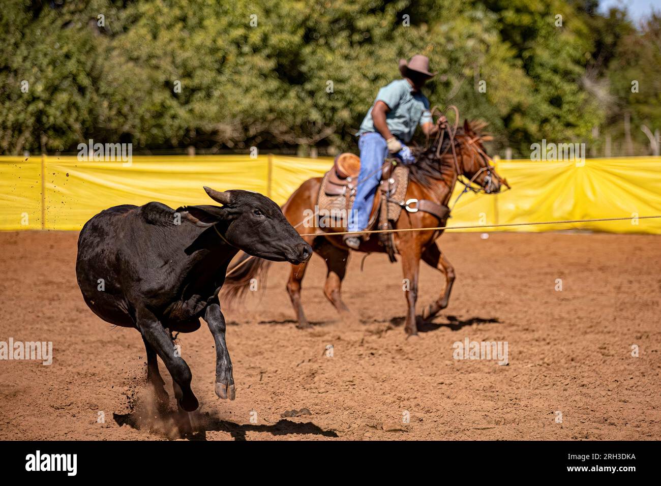 Team roping hi-res stock photography and images - Alamy