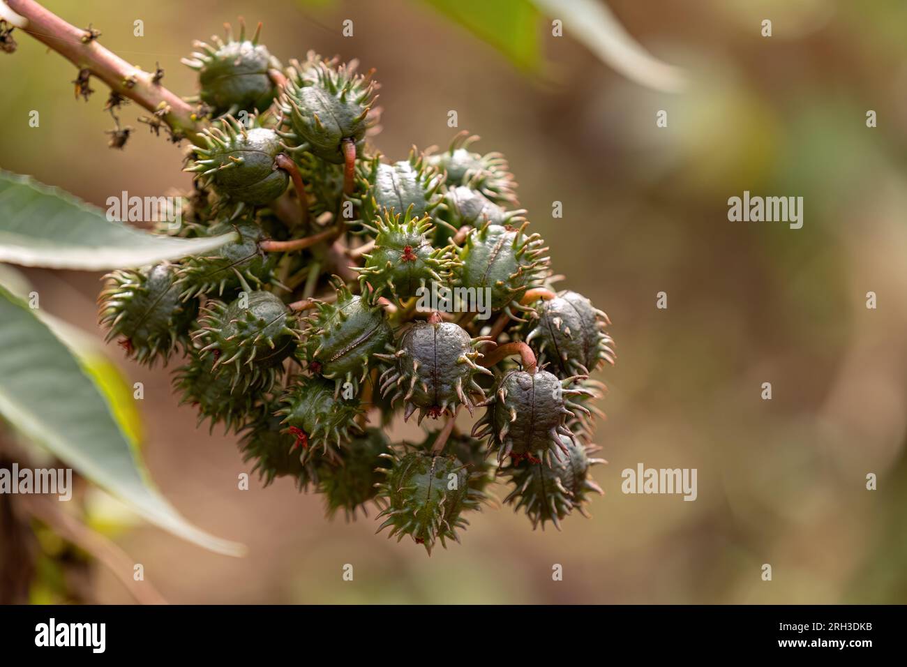 Green Castor Bean Plant of the species Ricinus communis Stock Photo - Alamy