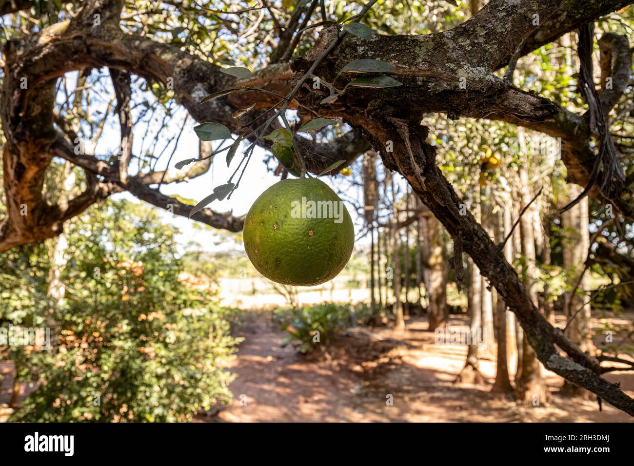Green Fruit Tree of the genus Citrus Stock Photo - Alamy